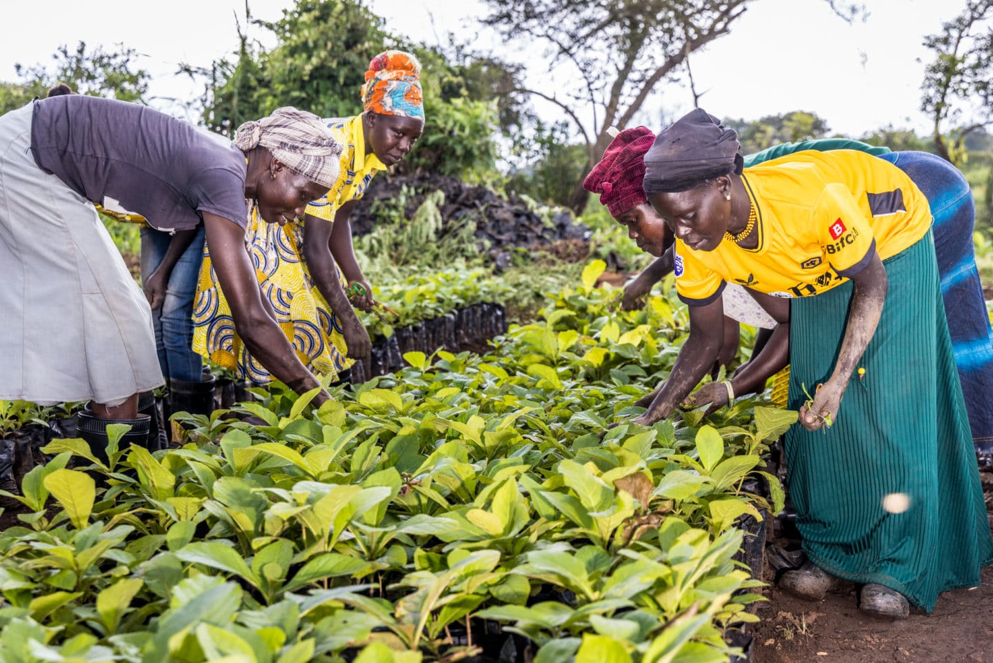 Mount Kei Reforestation Project: our journey to restore forests in ...